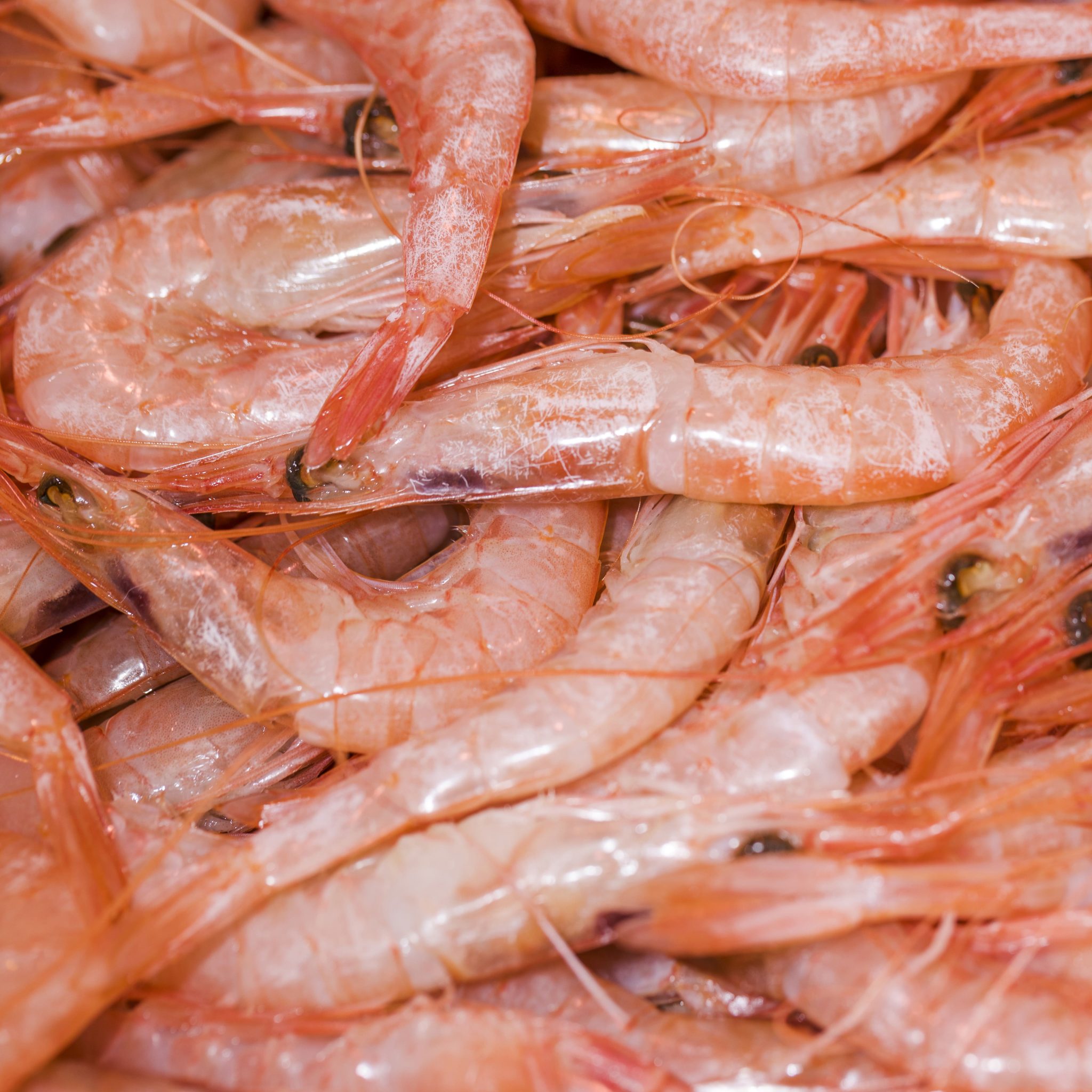 Gambas rojas o gambas blancas, ¿cuál es la diferencia?